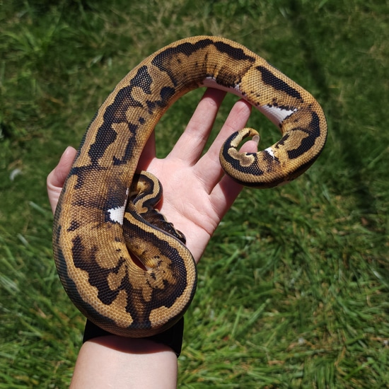 Pied Pos Het Albino Or Candy Ball Python by Sassy Scales
