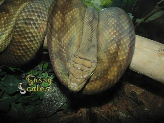 Merauke Scrub Scrub Python by Sassy Scales