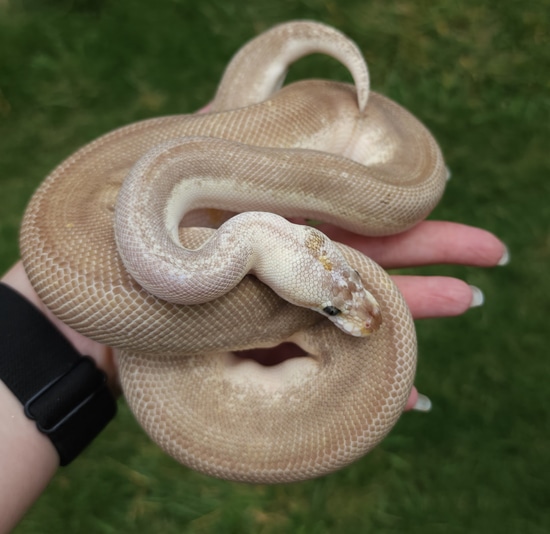 Silver Streak Vanilla/Fire Pinstripe 100% Het Clown Ball Python by ...