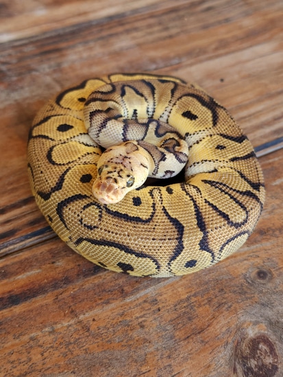 Pastel Clown Ball Python by Sassy Scales