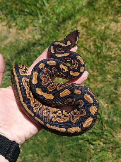 Black Pastel Het Pied Ball Python by Sassy Scales