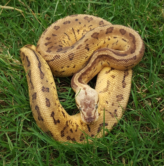 Pastel Leopard Pinstripe Pos Vanilla, Het Clown Ball Python by Sassy Scales
