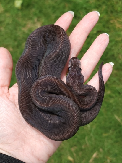 Super Black Pastel Genetic Stripe 66% Het Albino Ball Python by Sassy ...