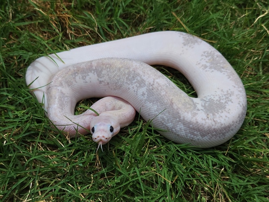 Super Pastel Super Cinnamon Champagne Ball Python by Sassy Scales