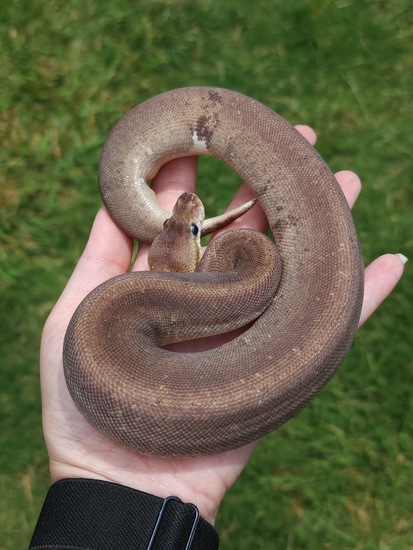 Silver Bullet Ball Python by Sassy Scales