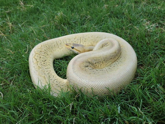 Hypo Black Pewter Pinstripe Mojave Or Special Ball Python by Sassy Scales