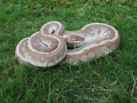 Pastel Soul Sucker Ready To Breed Ball Python by Sassy Scales