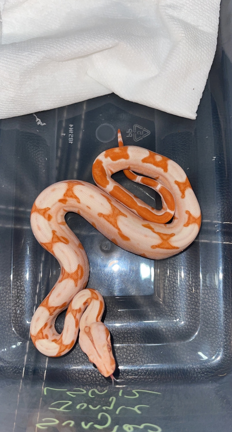 Lipstick Sunglow Jungle Boa Constrictor by 3rd Coast Exoticz - MorphMarket