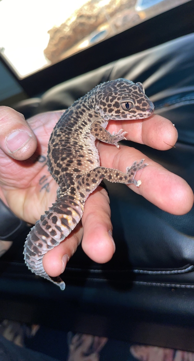 Black Night Leopard Gecko by 3rd Coast Exoticz - MorphMarket