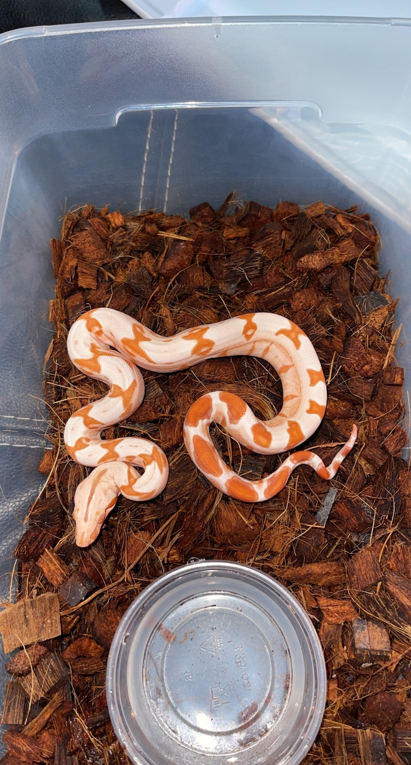 Lipstick Sunglow Boa Constrictor by 3rd Coast Exoticz - MorphMarket