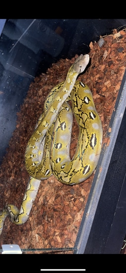 Platinum 75% Kalatoa Reticulated Python by 3rd Coast Exoticz
