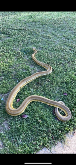 Titanium Tiger Reticulated Python by 3rd Coast Exoticz