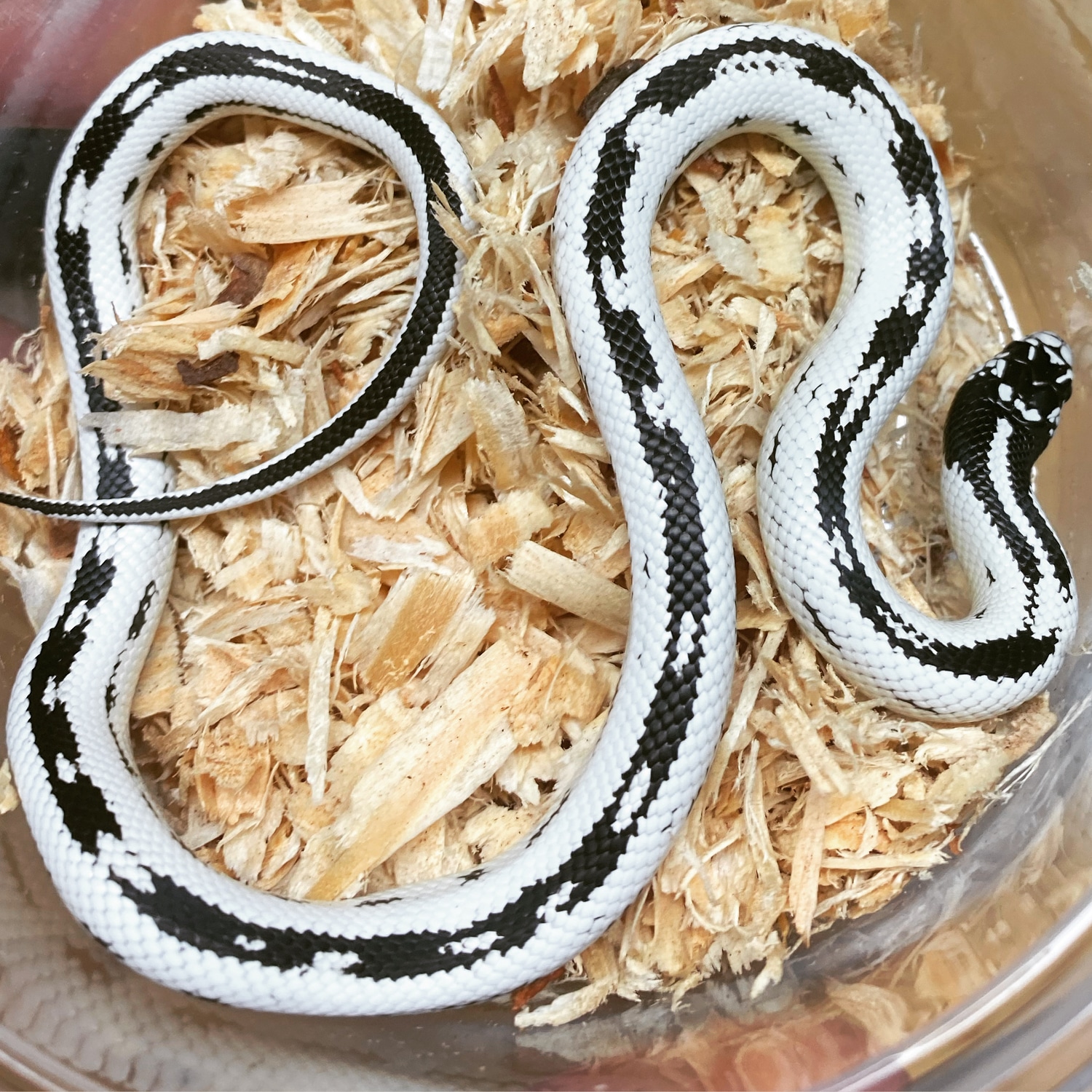 Reverse Stripe Het Albino California Kingsnake by ROCKY TOP Exotics - MorphMarket