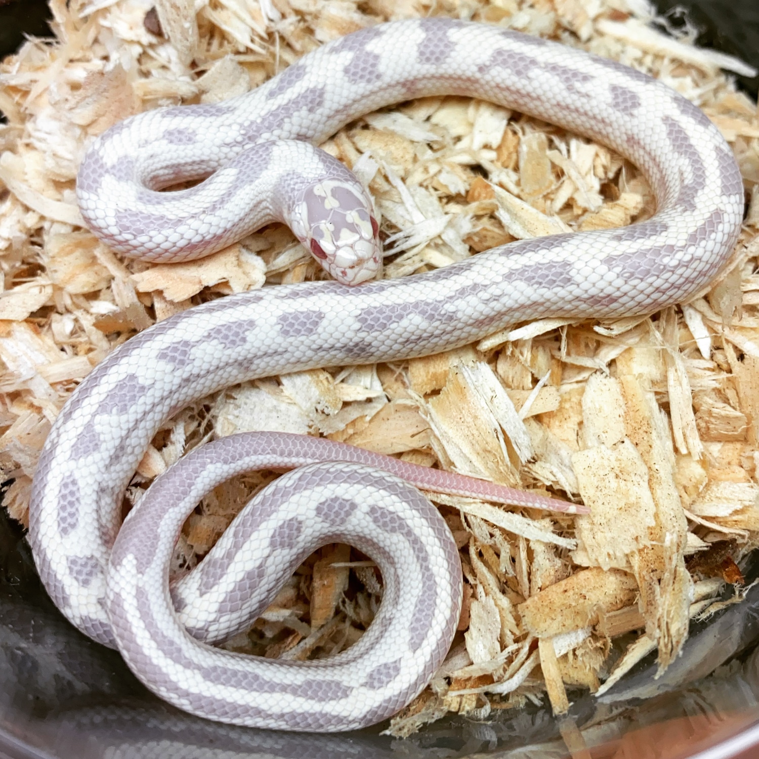 Aberrant Albino California Kingsnake by ROCKY TOP Exotics - MorphMarket