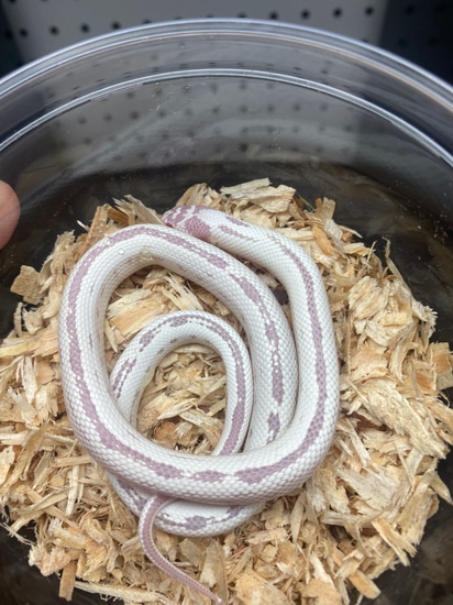 Reverse Stripe Albino California Kingsnake by ROCKY TOP Exotics