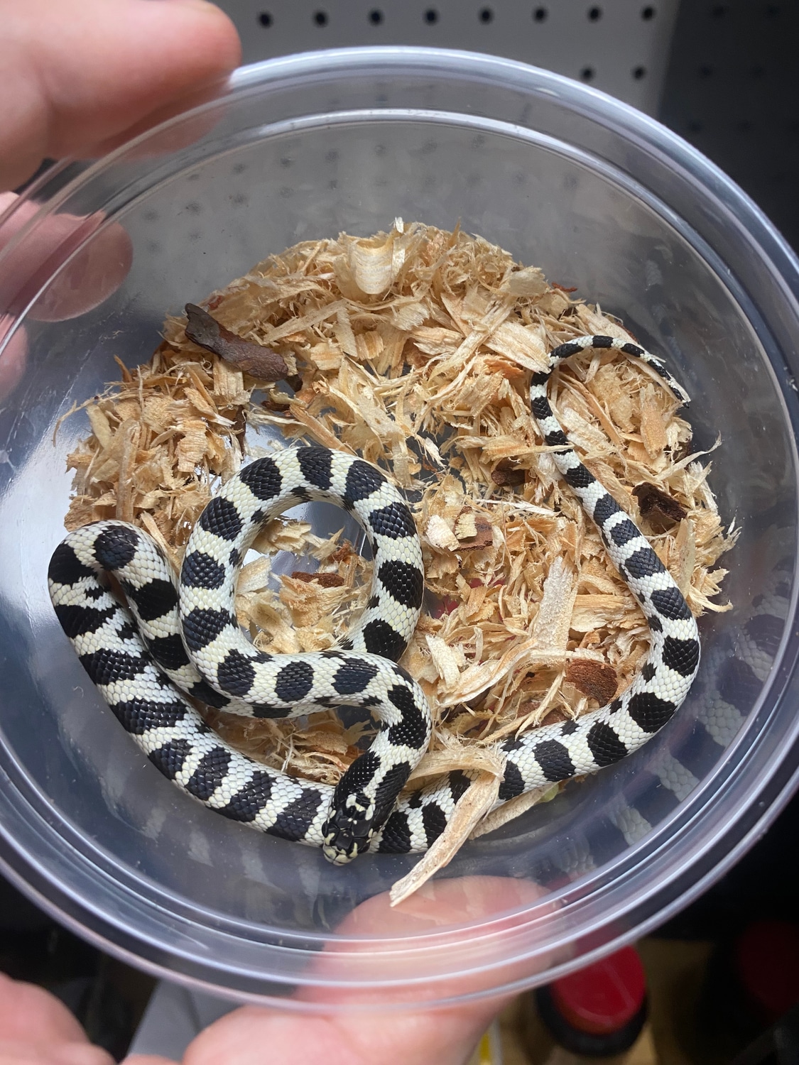 Jawbone Canyon California Kingsnake by ROCKY TOP Exotics - MorphMarket