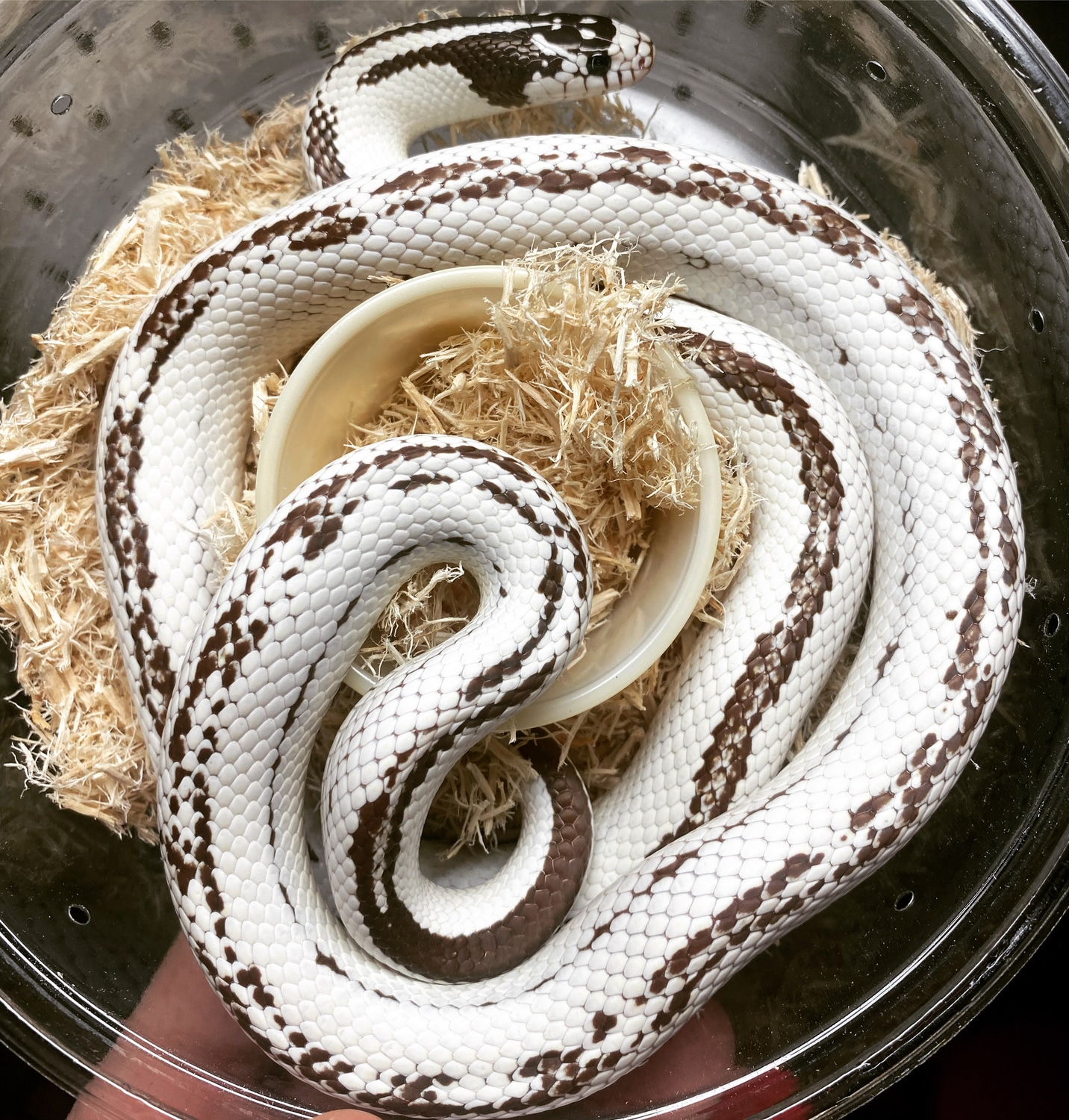 Reverse Stripe California Kingsnake by ROCKY TOP Exotics - MorphMarket