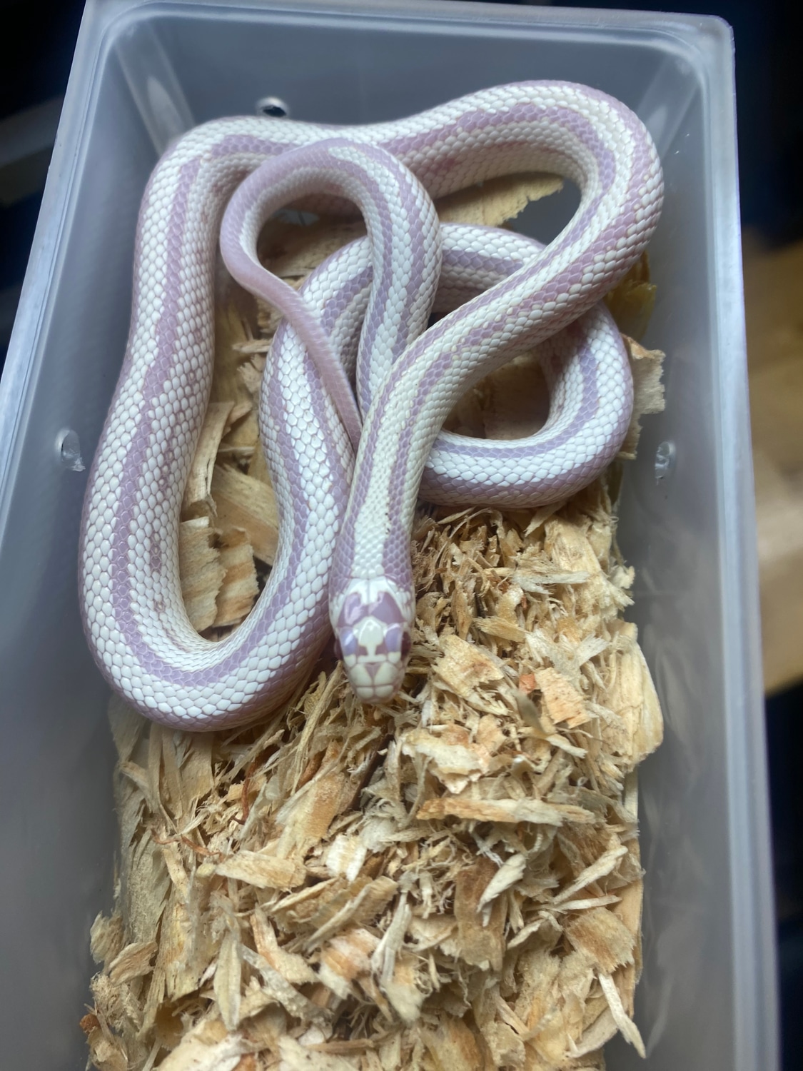 Albino Double Striped California Kingsnake by ROCKY TOP Exotics ...