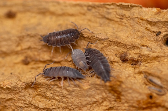 20ct. Powder Blue Isopods (Porcellionides Pruinosus) by The Hogfather