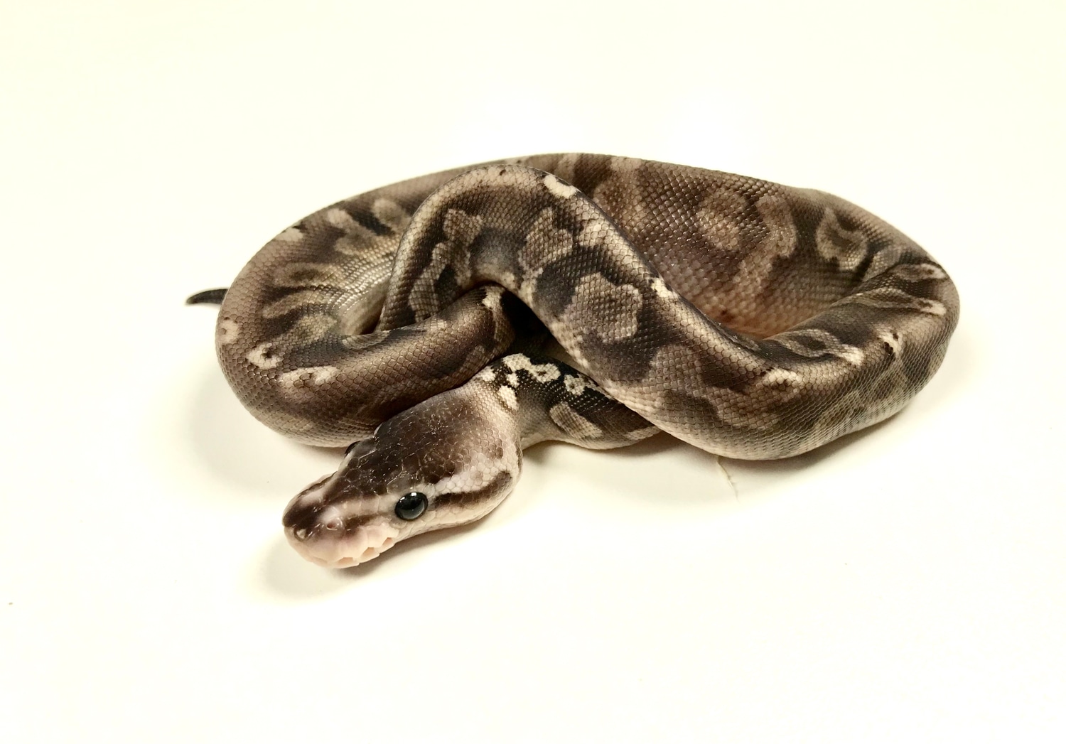 GHI Black Pewter Ball Python by SATOO - MorphMarket