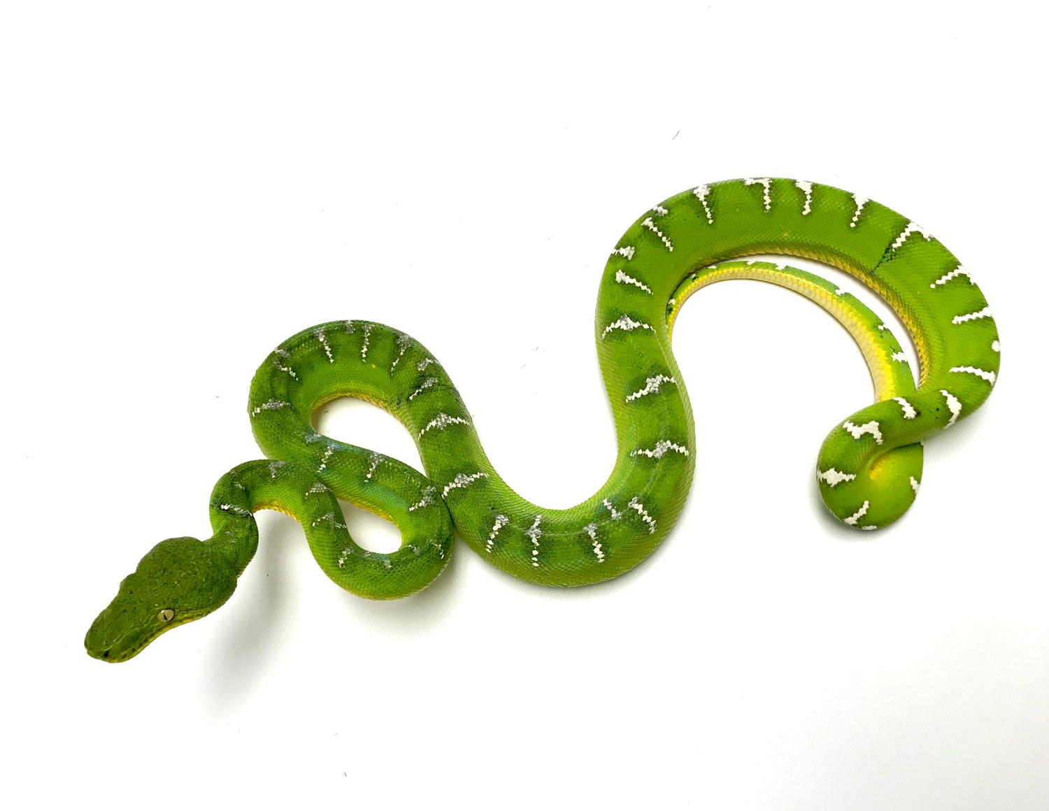 High White Emerald Tree Boa Northern Emerald Tree Boa by SATOO ...