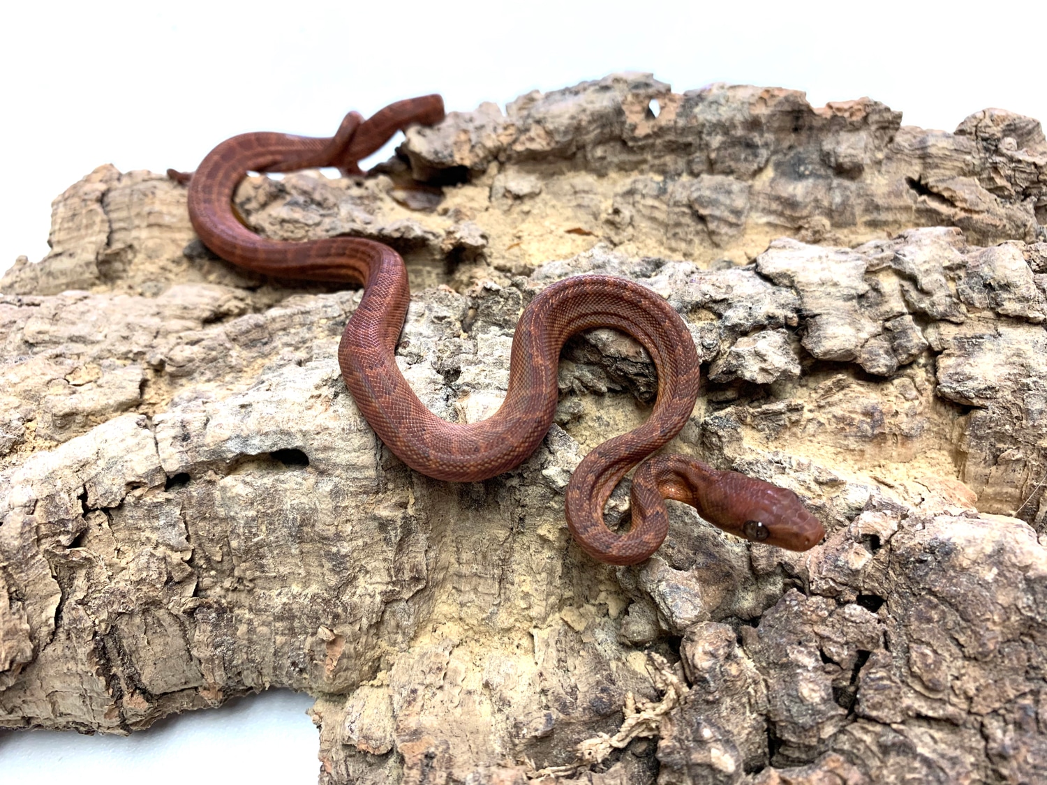 Dominican Red Mountain Boas Hispaniolan boa by SATOO - MorphMarket