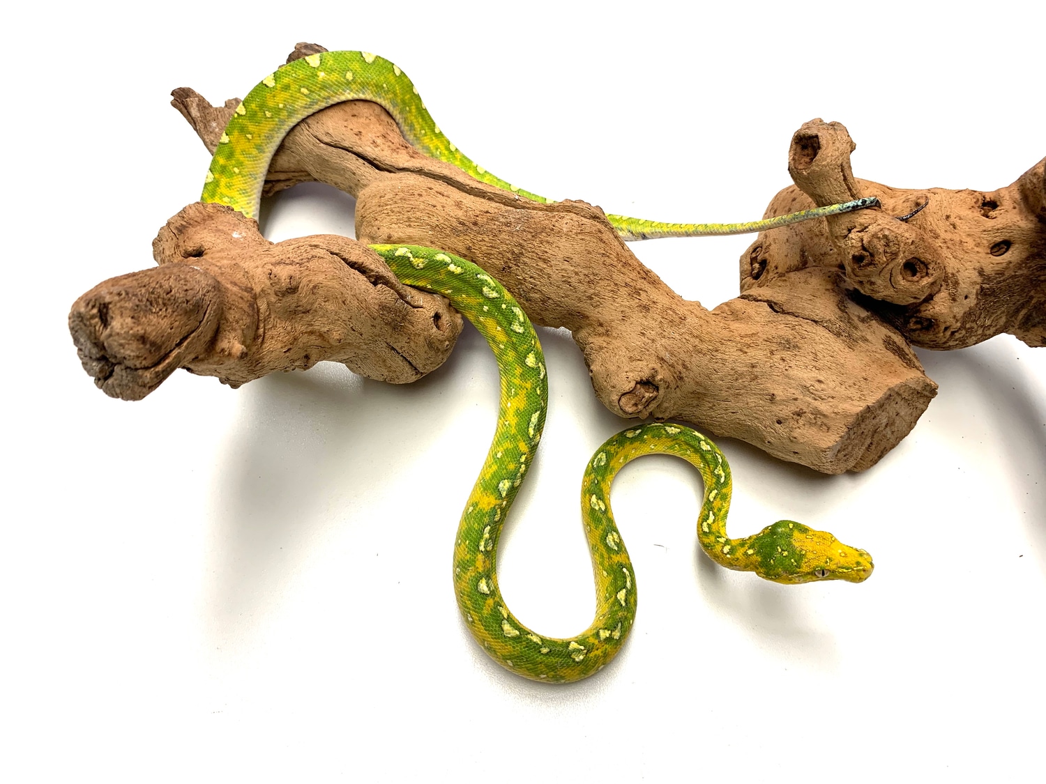 High Yellow Biak 2 Green Tree Python by SATOO - MorphMarket