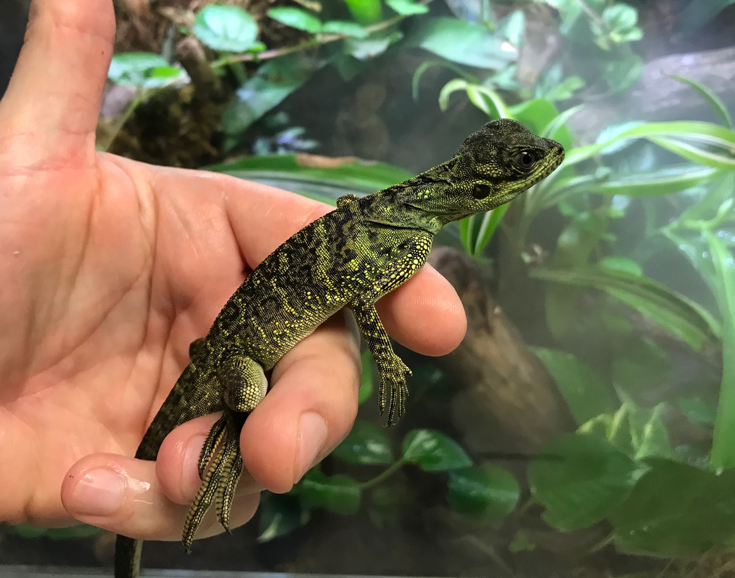 Baby Sailfin Dragons. (Weberi) More Lizard by SATOO - MorphMarket