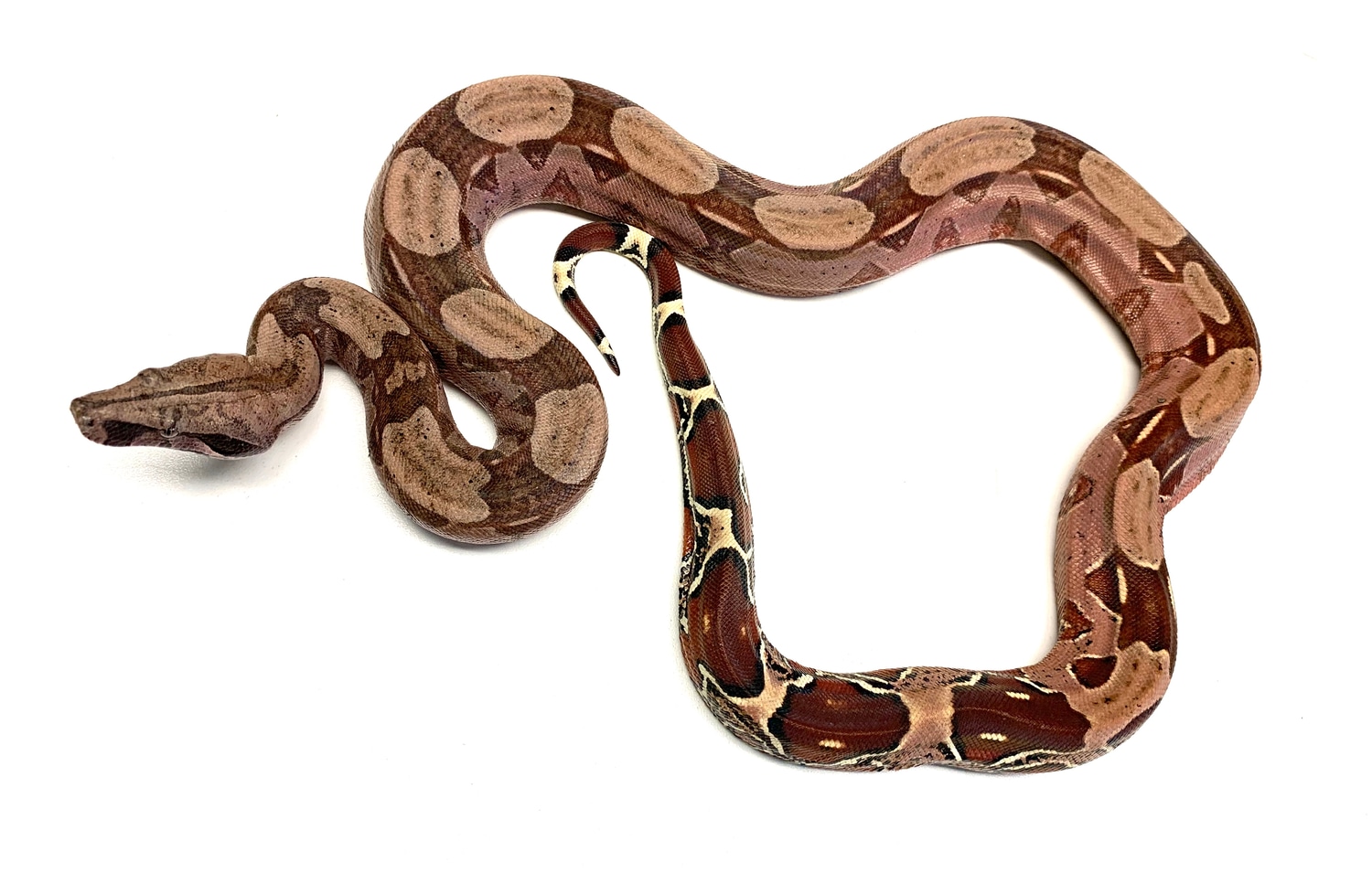 High-Pink Juvenile Guyana Boa Boa Constrictor by SATOO - MorphMarket
