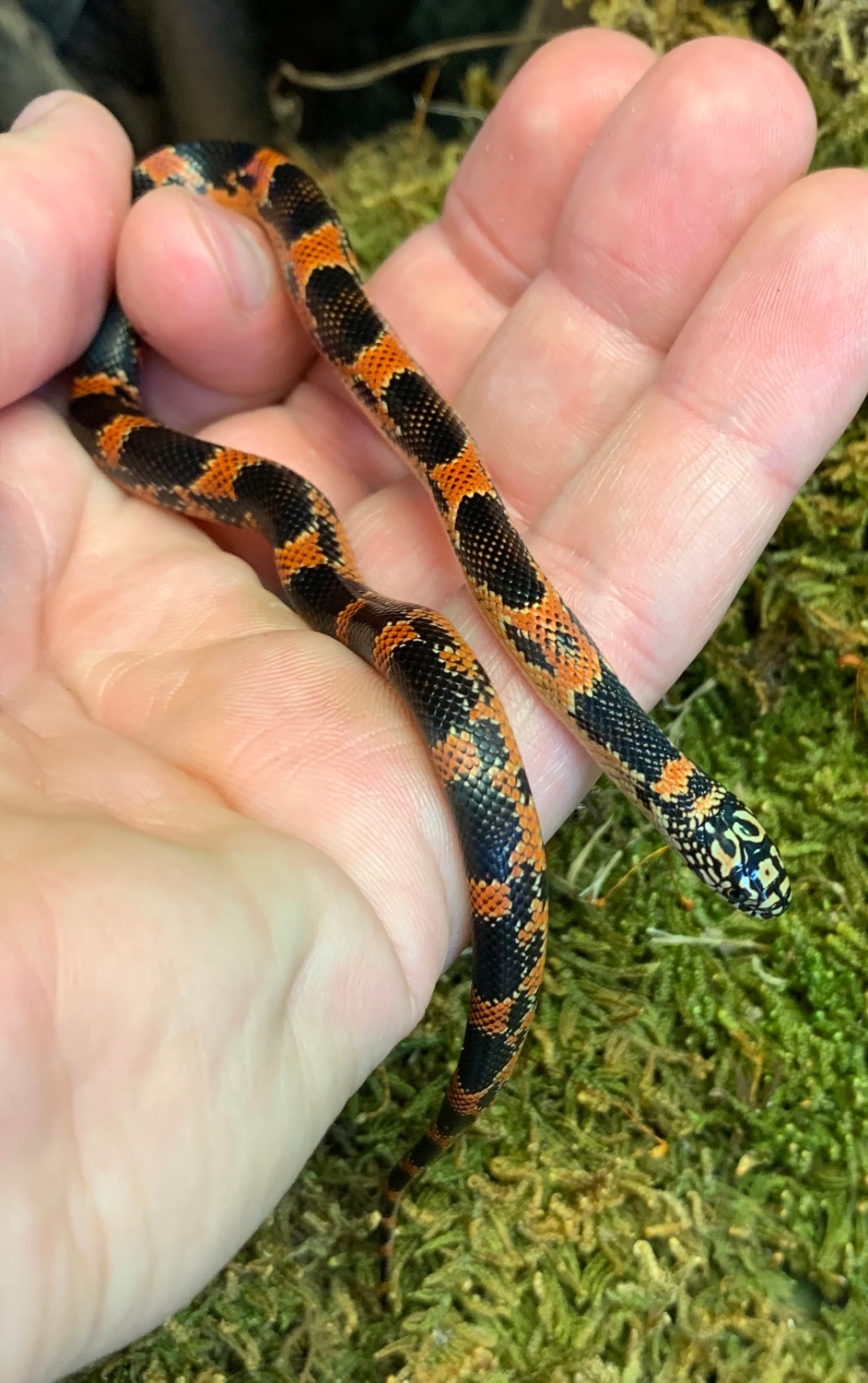 Blotched Goini Kingsnake Apalachicola Kingsnake by SATOO - MorphMarket