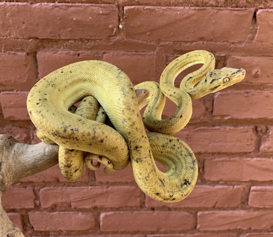 LTC Colored Amazon Tree Boa by SATOO