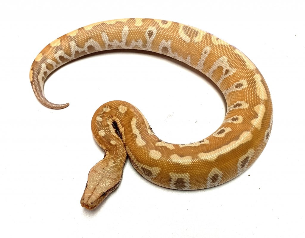 Albino Matrix Blood Python by SATOO - MorphMarket