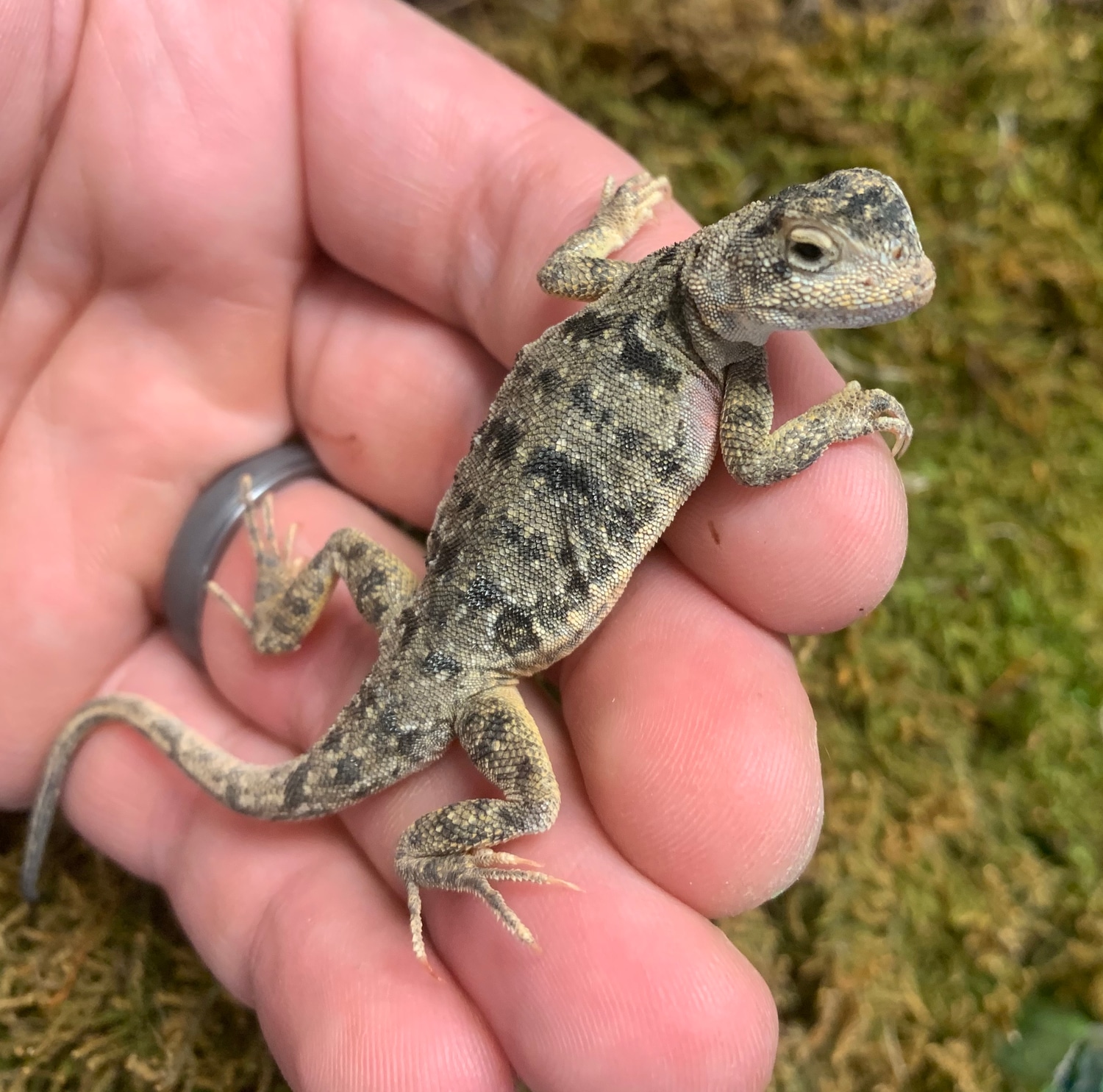Toad-Head Agamas (P.vesicolor) Other Lizard by SATOO - MorphMarket