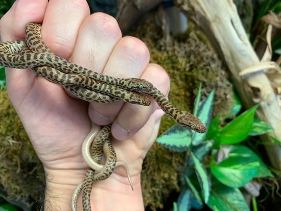 Red Children's Pythons by SATOO