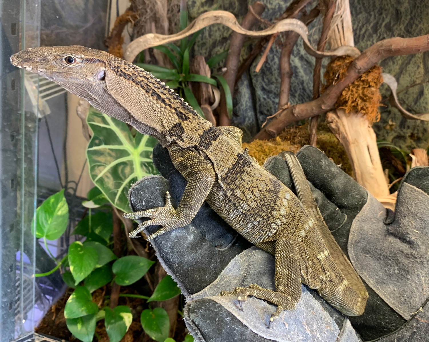 Large Black Roughneck Monitor by SATOO - MorphMarket