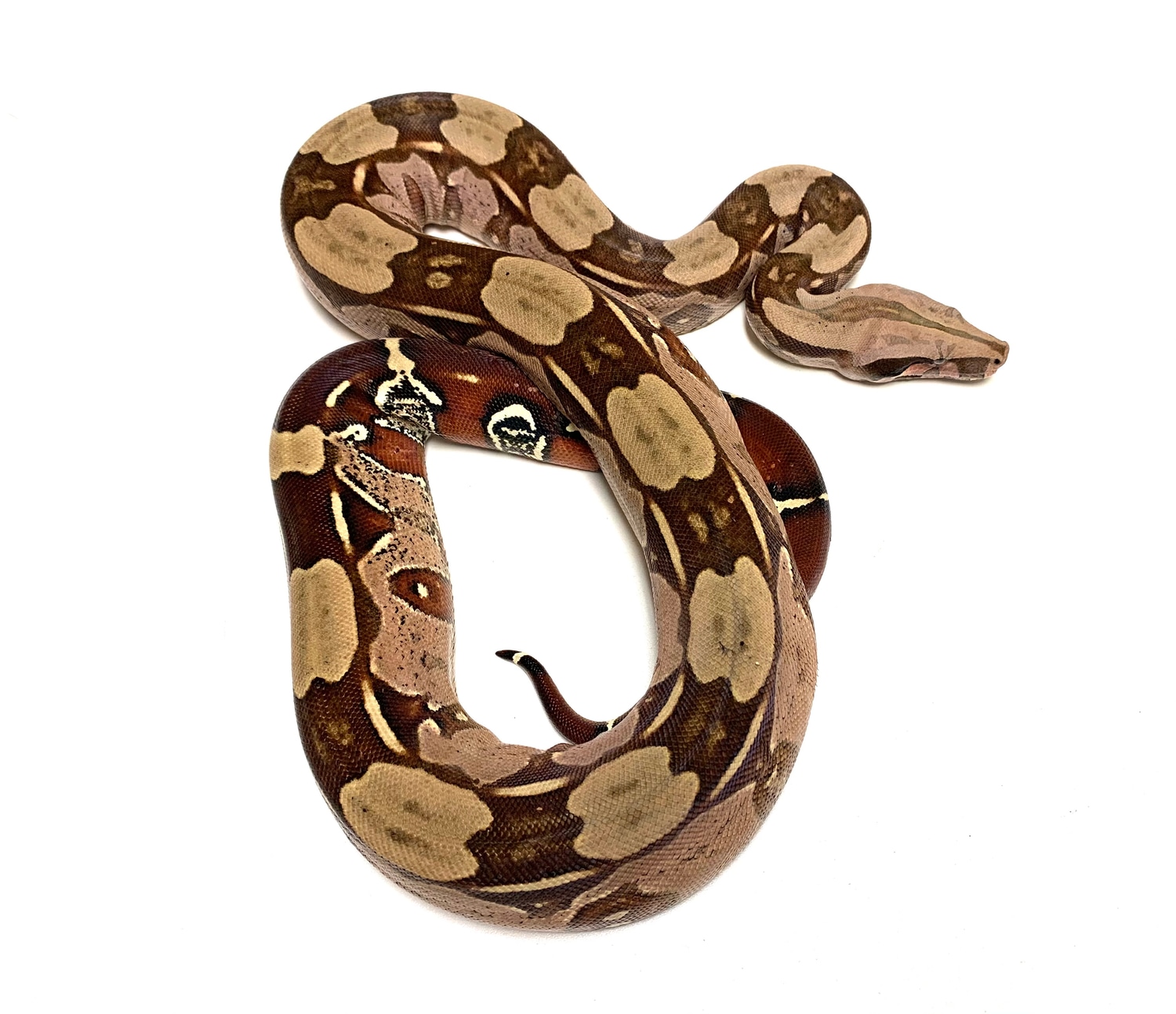 Sub-Adult Suriname Boa Constrictor True Red-tailed Boa Constrictor by ...