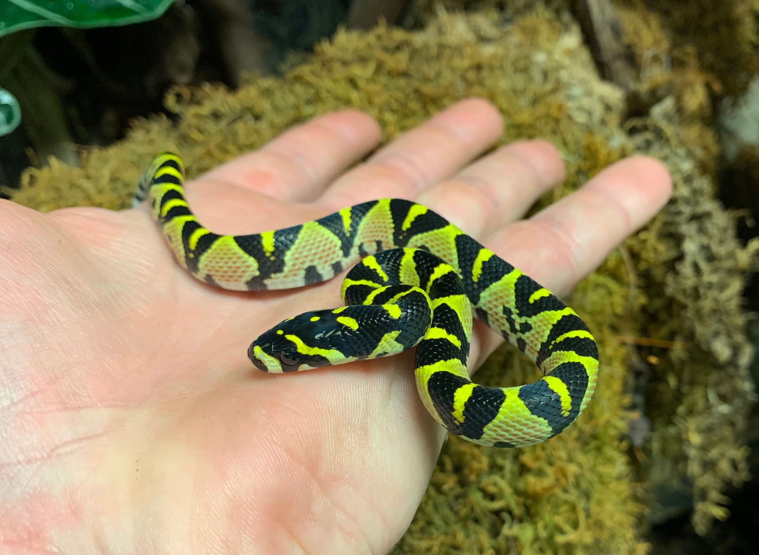 (High-Yellow) Mandarin Rat Snake by SATOO - MorphMarket