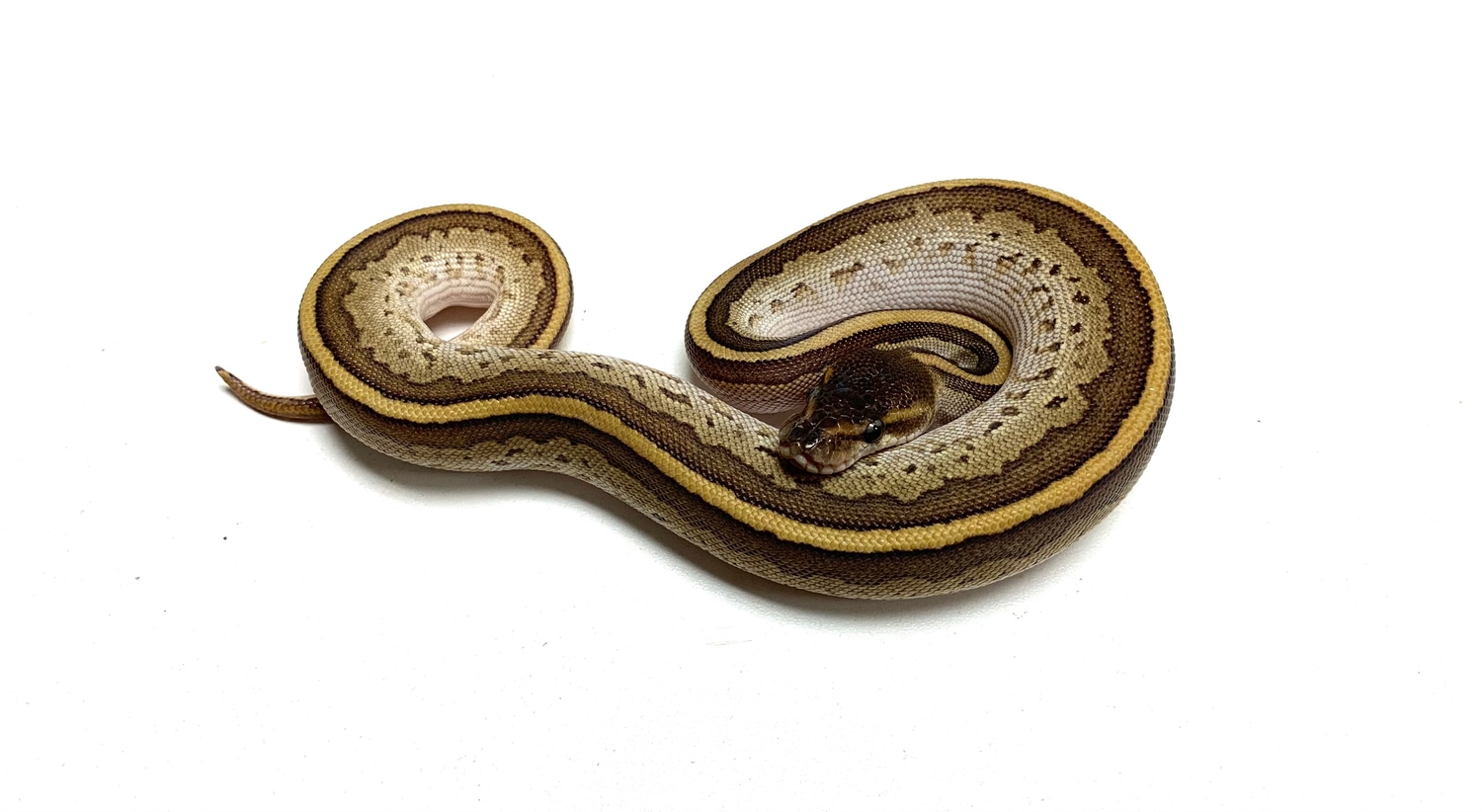 Black Head Jigsaw Ball Python by SATOO - MorphMarket