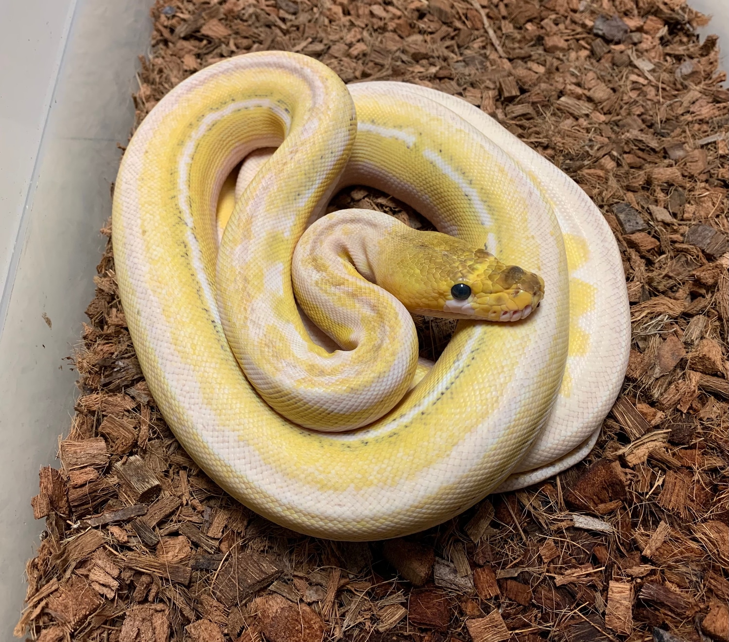 Juvenile Ivory Super Sunfire Reticulated Python by SATOO - MorphMarket
