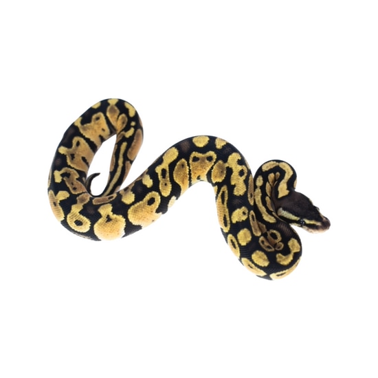 Bubblegum Ball Python by SATOO