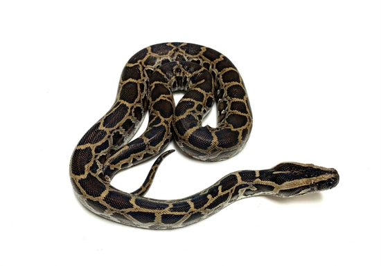 Baby Burmese Pythons by SATOO