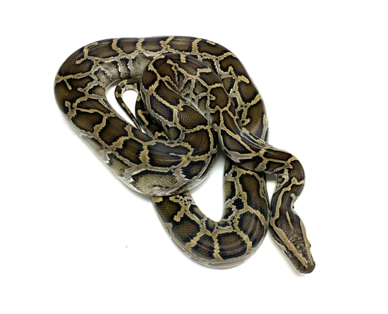 Juvenile Burmese Python by SATOO