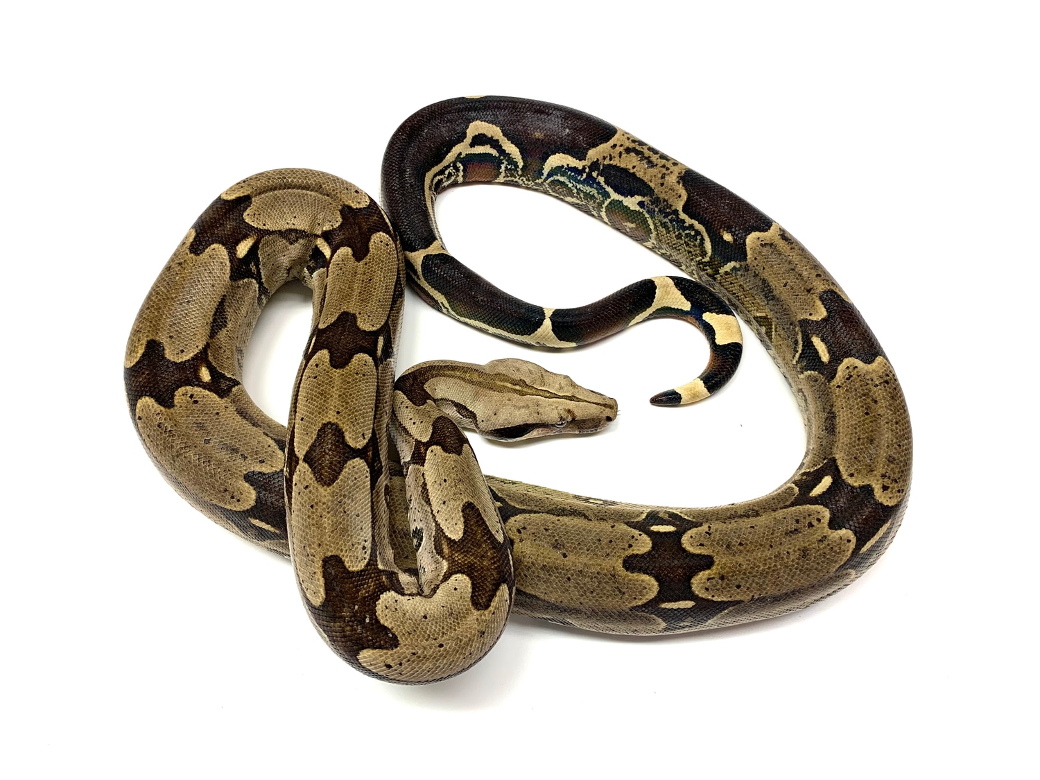 Suriname Boa True Red-tailed Boa Constrictor by SATOO - MorphMarket