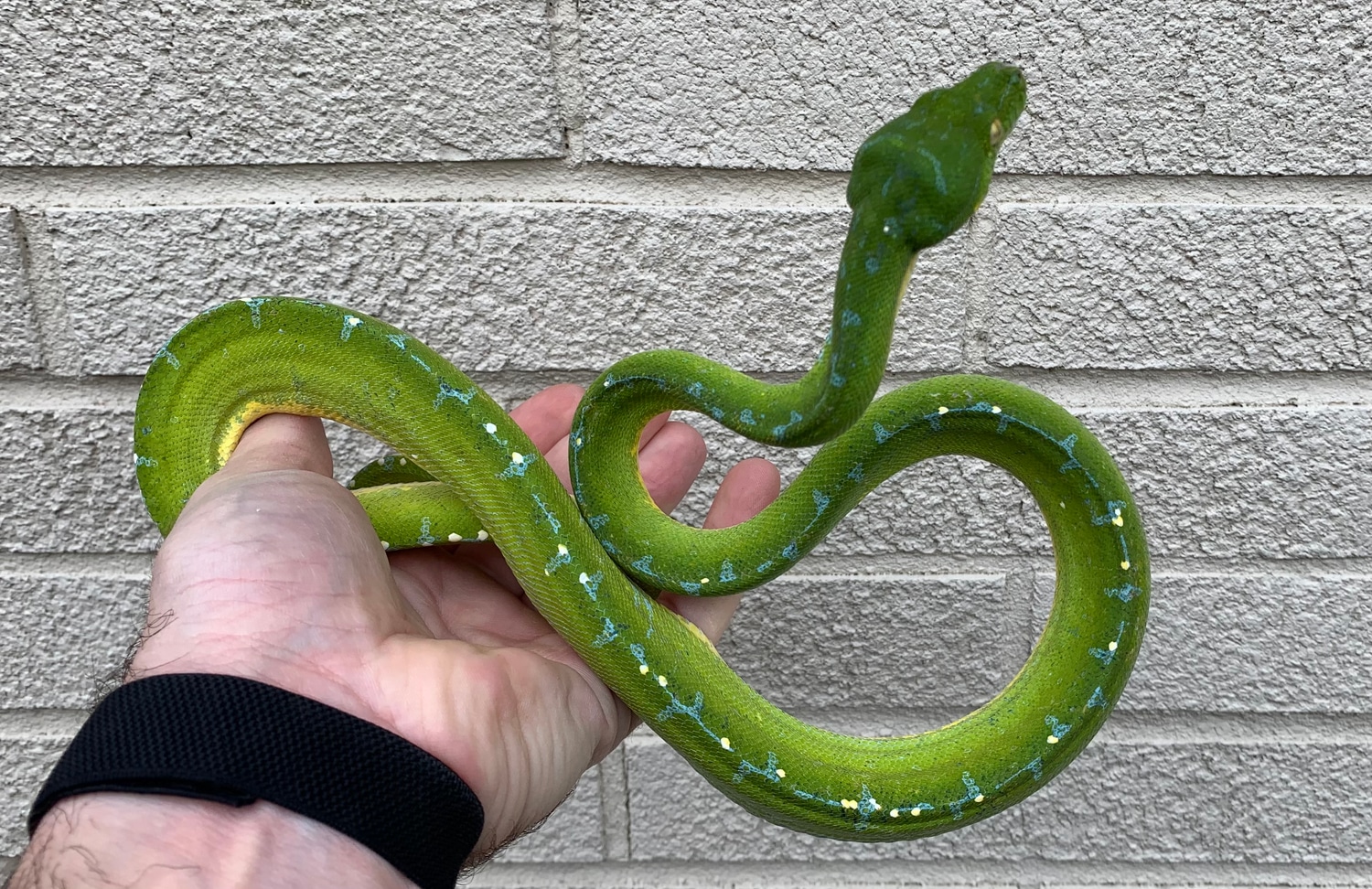 Jayapura Green Tree Python by SATOO - MorphMarket