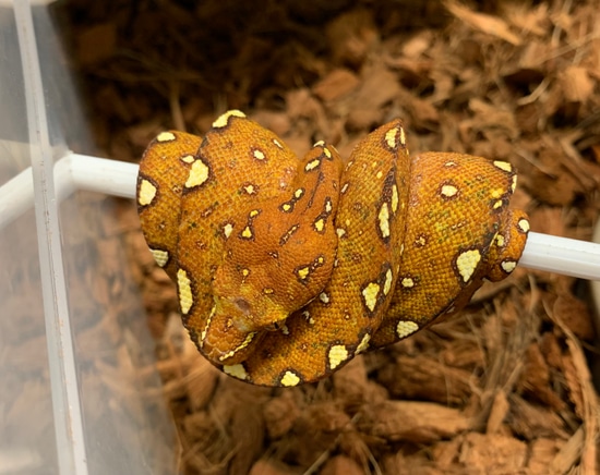 Red Biak Green Tree Python by SATOO