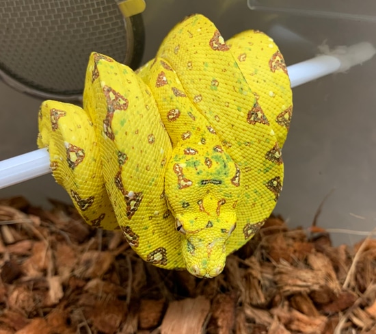 Yellow Biak Green Tree Python by SATOO