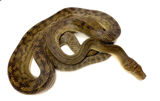 Merauke Scrub Pythons by SATOO