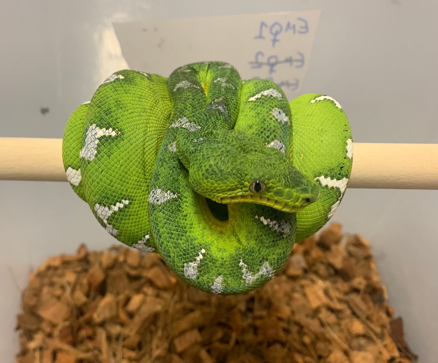 Yearling Emerald Tree Boa Northern Emerald Tree Boa by SATOO - MorphMarket