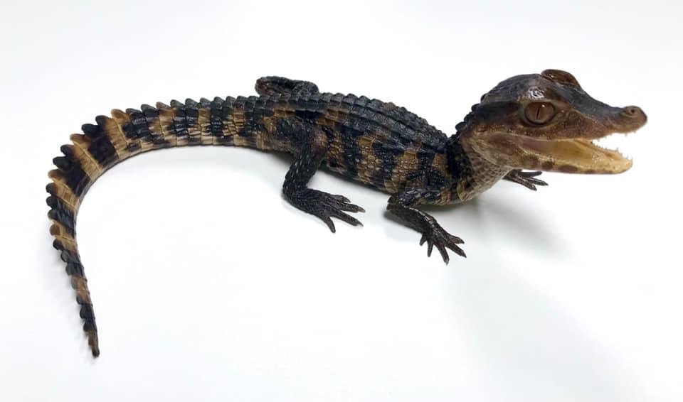 Cuvier's Dwarf Caiman by SATOO - MorphMarket