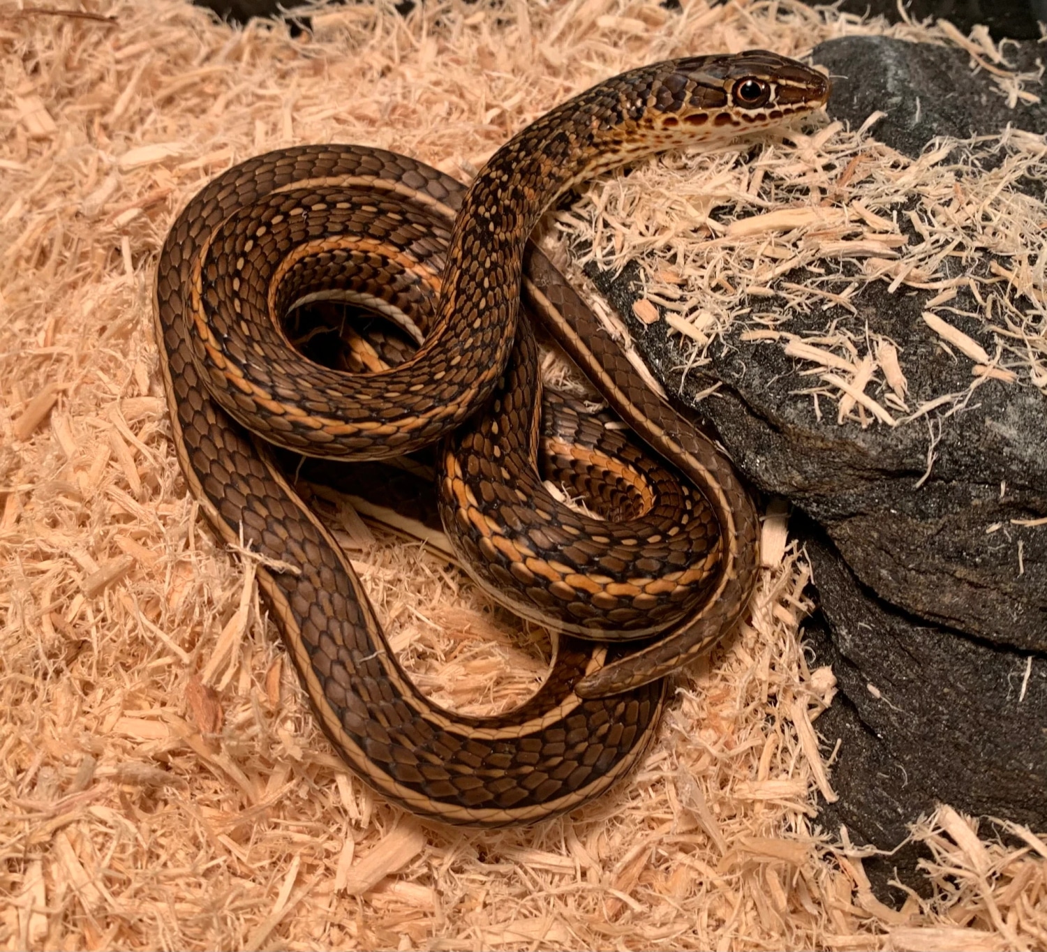 African Hissing Sand Snake More Colubrid by SATOO - MorphMarket